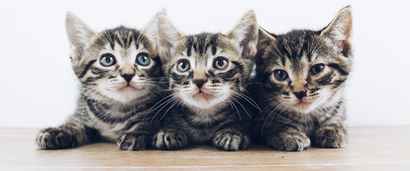 Alles over niesziekte bij katten -: Oorzaak, diagnose & meer